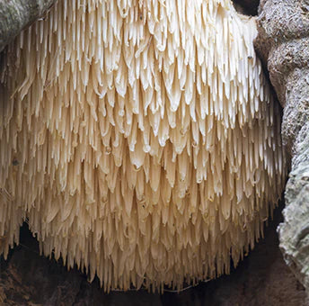 Lion's Mane – tobeinbloom